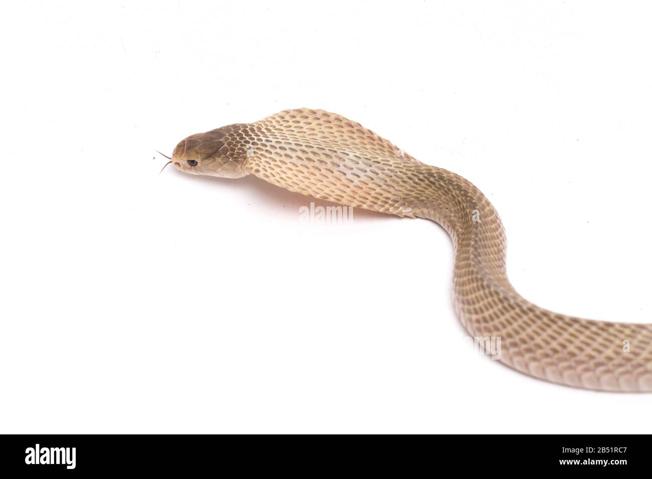 The Javan spitting cobra (Naja sputatrix) also called the southern ...
