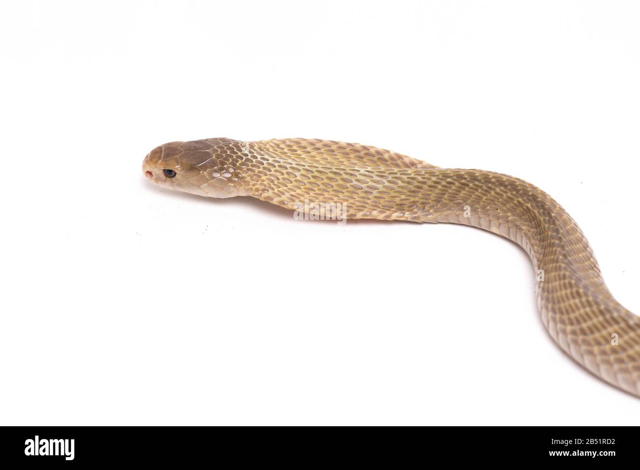 The Javan spitting cobra (Naja sputatrix) also called the southern ...