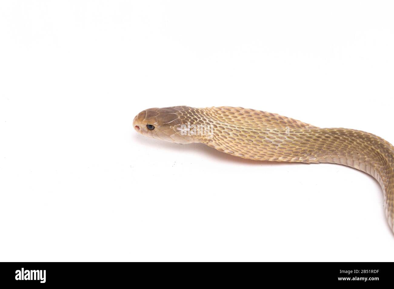 The Javan spitting cobra (Naja sputatrix) also called the southern ...