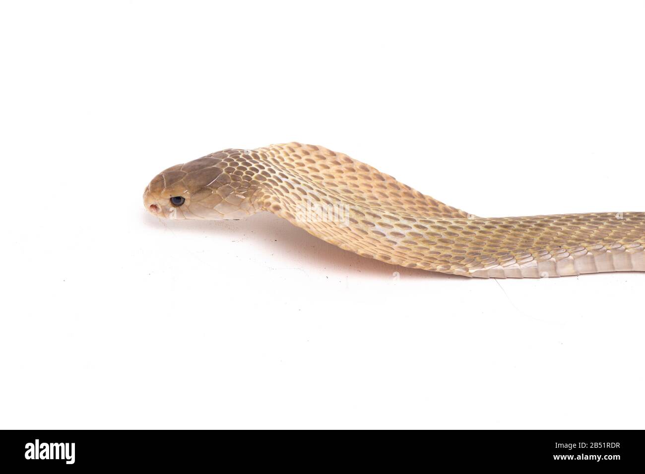 The Javan spitting cobra (Naja sputatrix) also called the southern ...