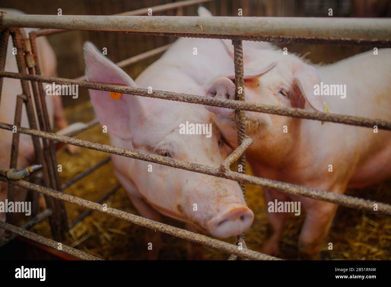 pigs pigs farming at livestock farm Stock Photo - Alamy