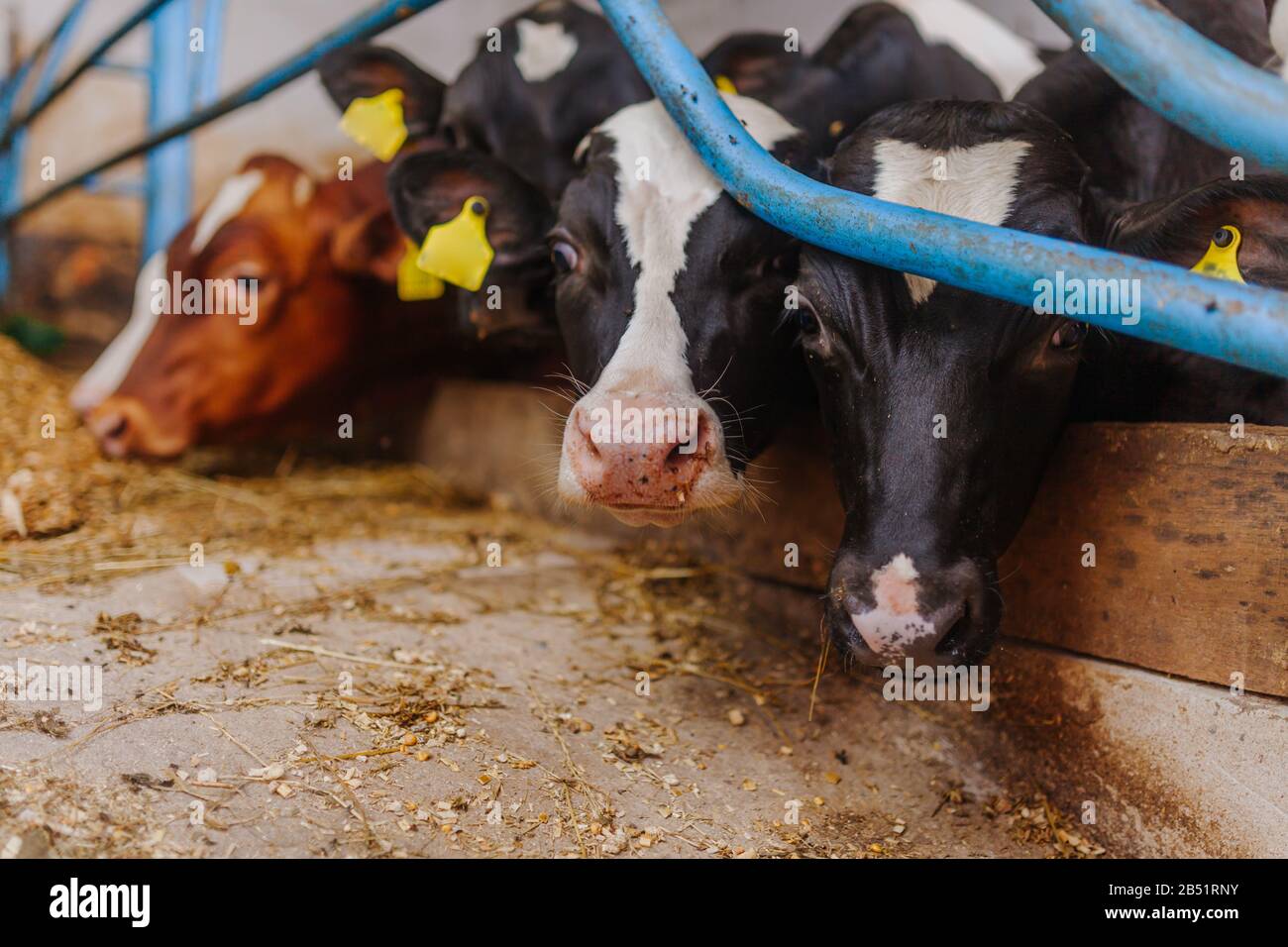 Stable production hi-res stock photography and images - Alamy