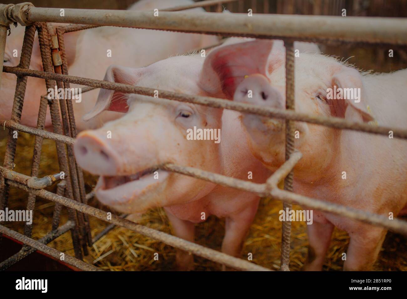 pigs pigs farming at livestock farm Stock Photo - Alamy