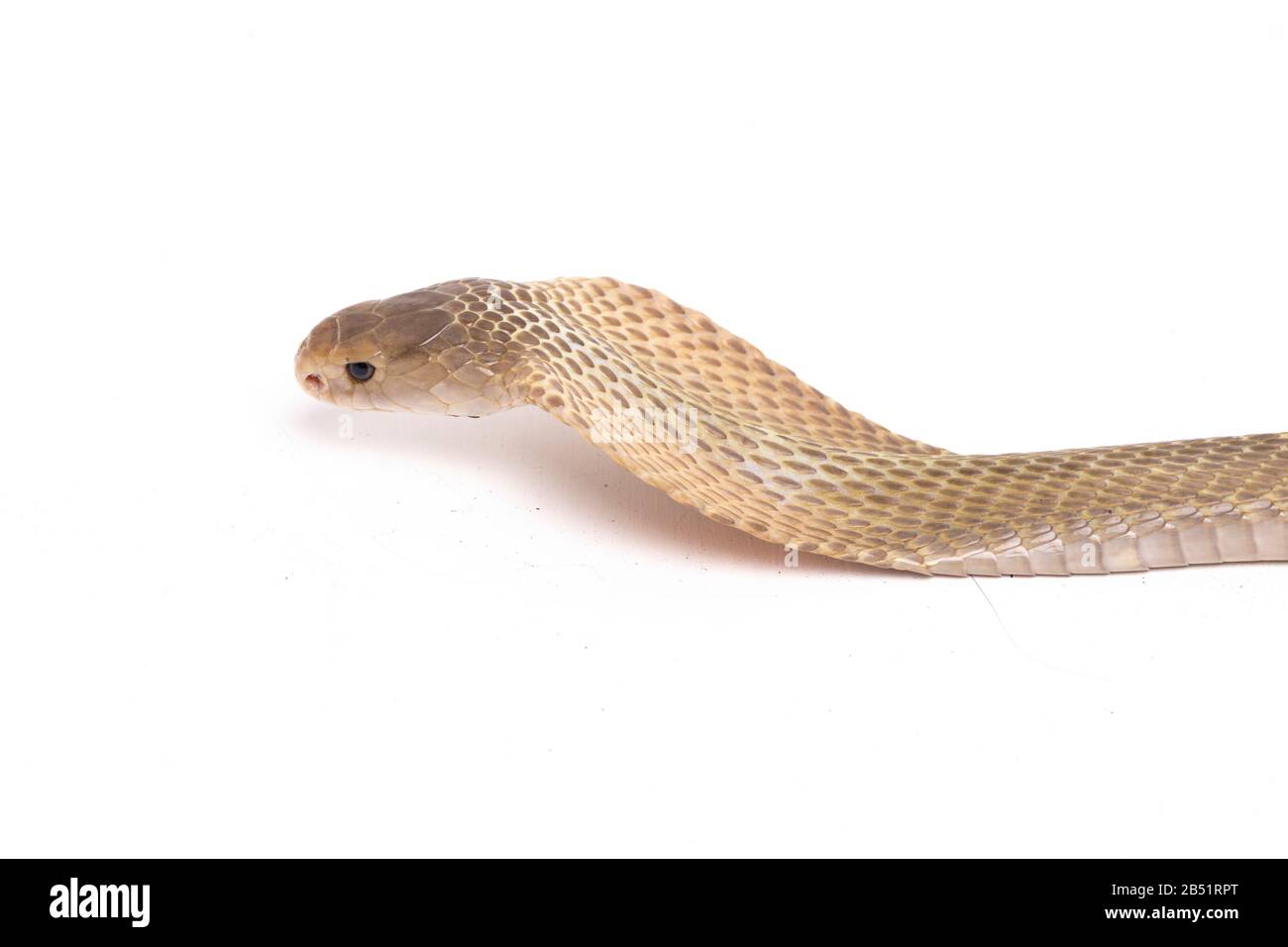 The Javan spitting cobra (Naja sputatrix) also called the southern ...