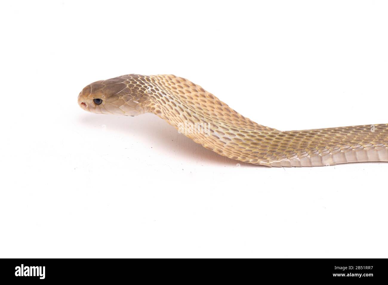 The Javan spitting cobra (Naja sputatrix) also called the southern ...