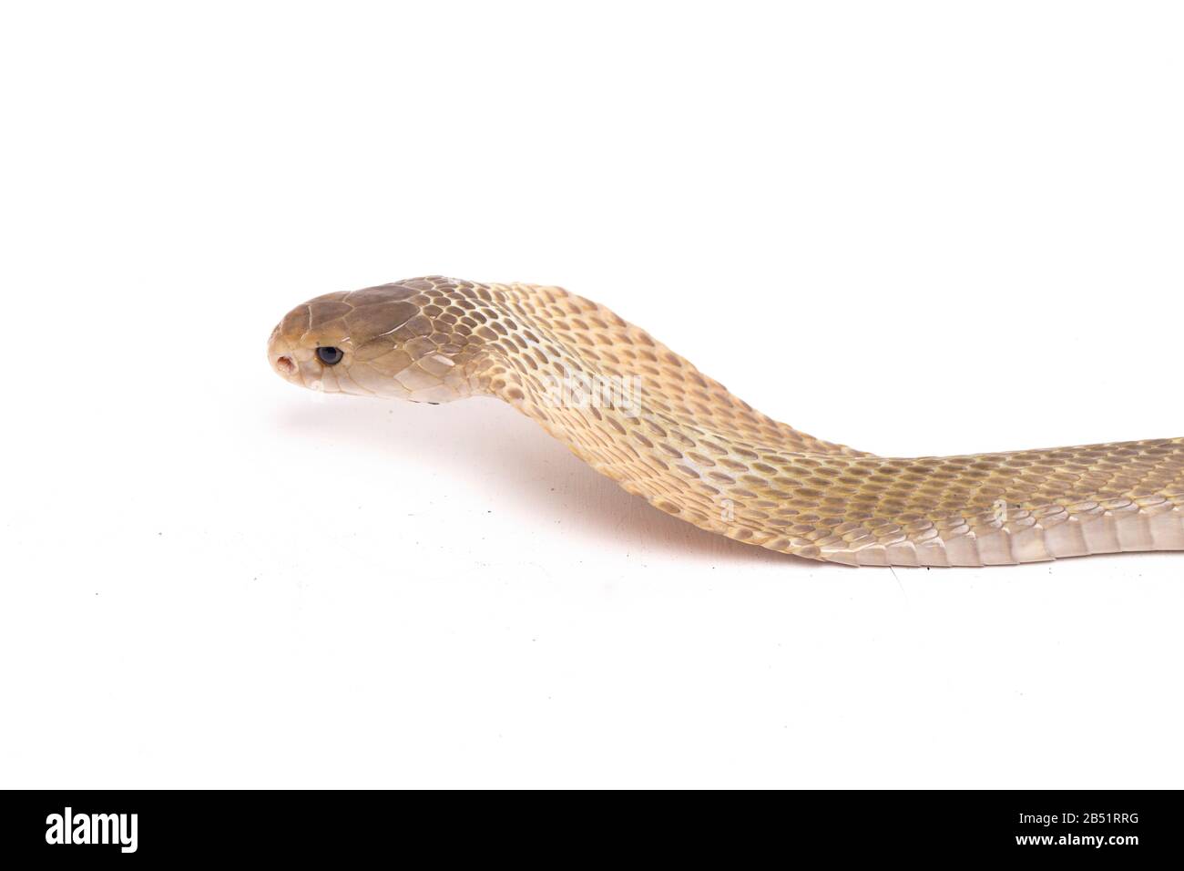 The Javan spitting cobra (Naja sputatrix) also called the southern ...