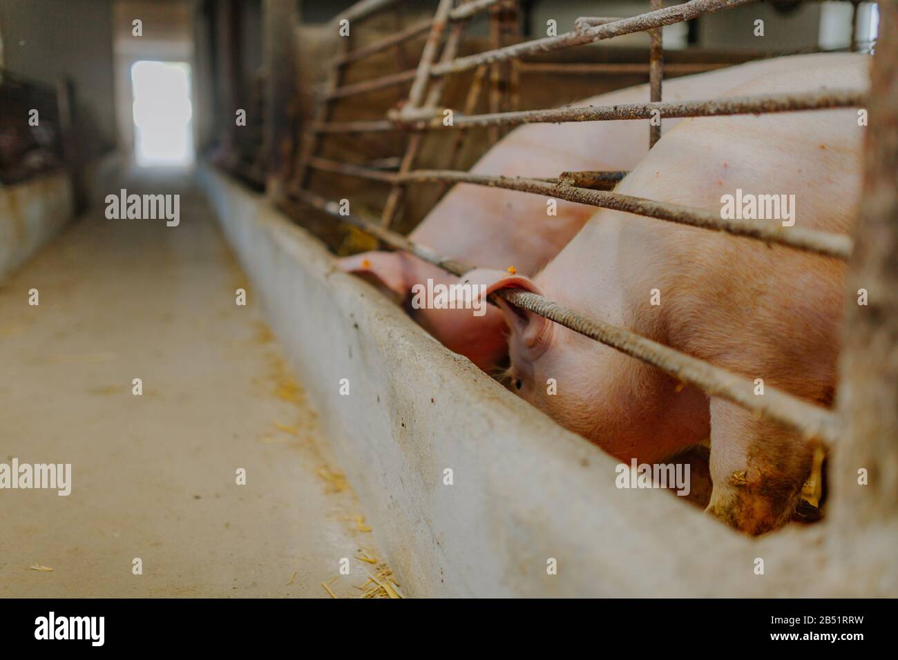 pigs pigs farming at livestock farm Stock Photo - Alamy