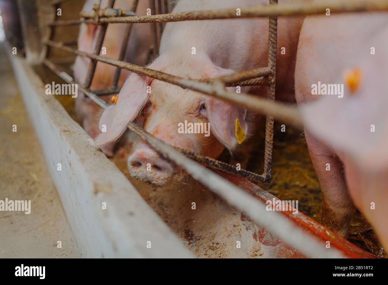 pigs pigs farming at livestock farm Stock Photo - Alamy