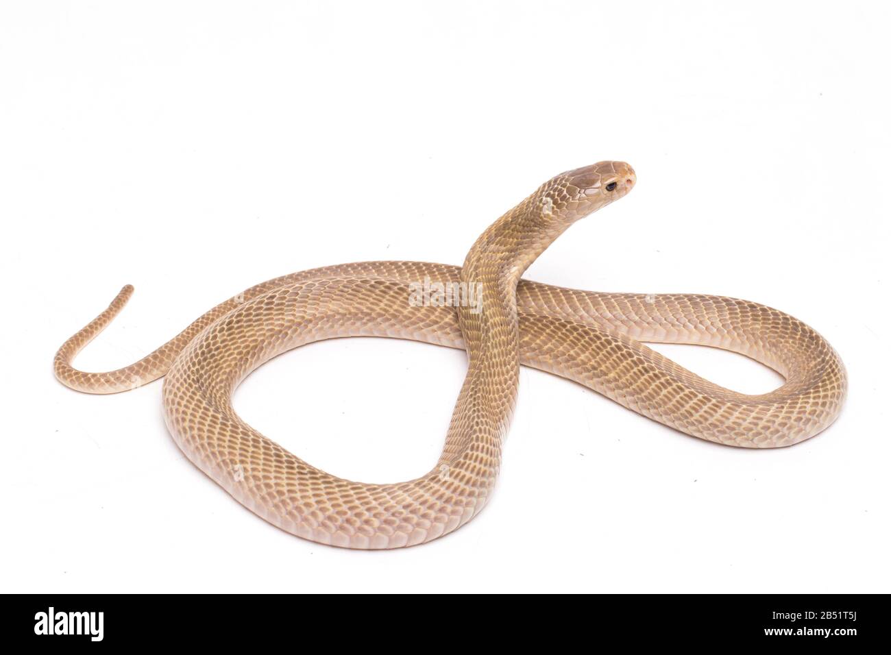 The Javan spitting cobra (Naja sputatrix) also called the southern ...