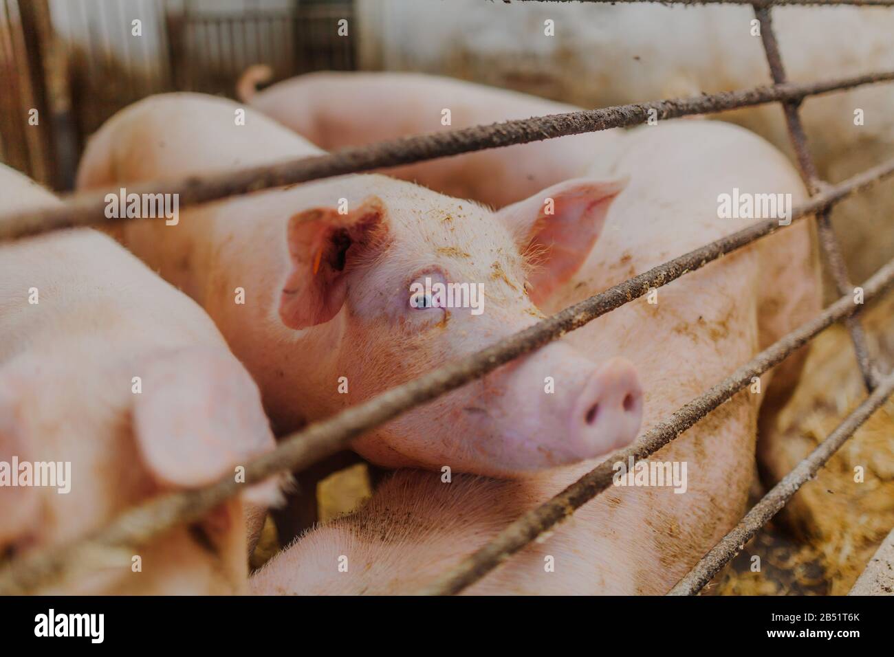 pigs pigs farming at livestock farm Stock Photo - Alamy