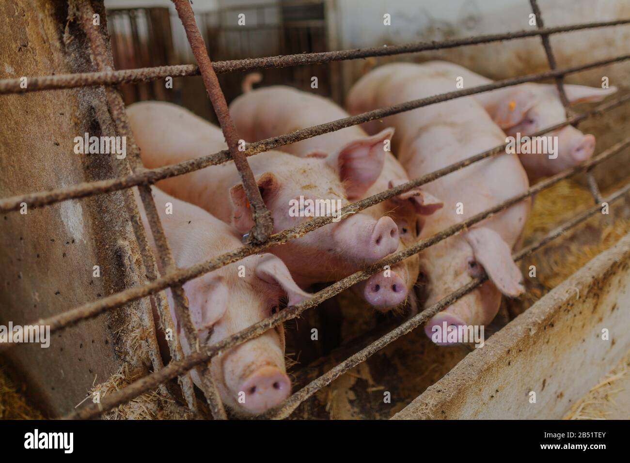 pigs pigs farming at livestock farm Stock Photo - Alamy