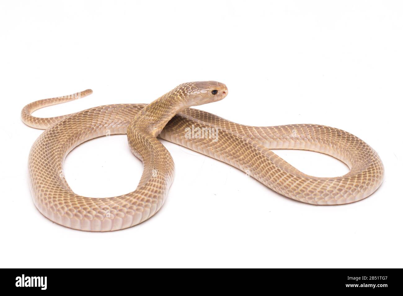 The Javan spitting cobra (Naja sputatrix) also called the southern ...