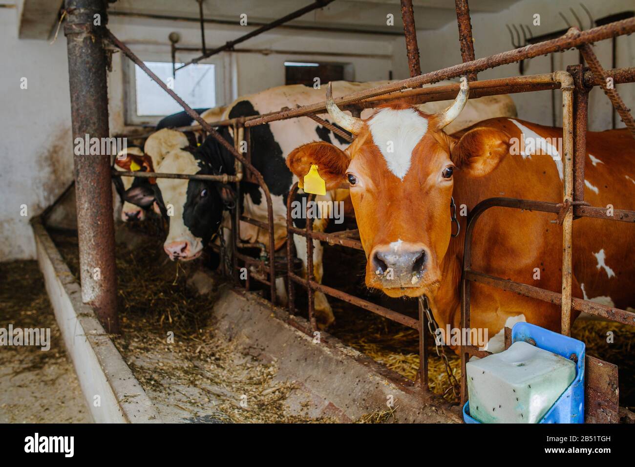 Animal feed production rural countryside hi-res stock photography and ...