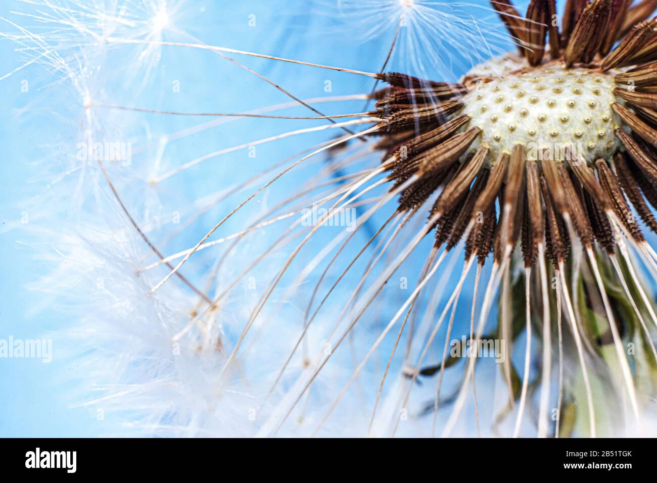 Dandelion seeds blowing in wind summer field on blue background. Change ...