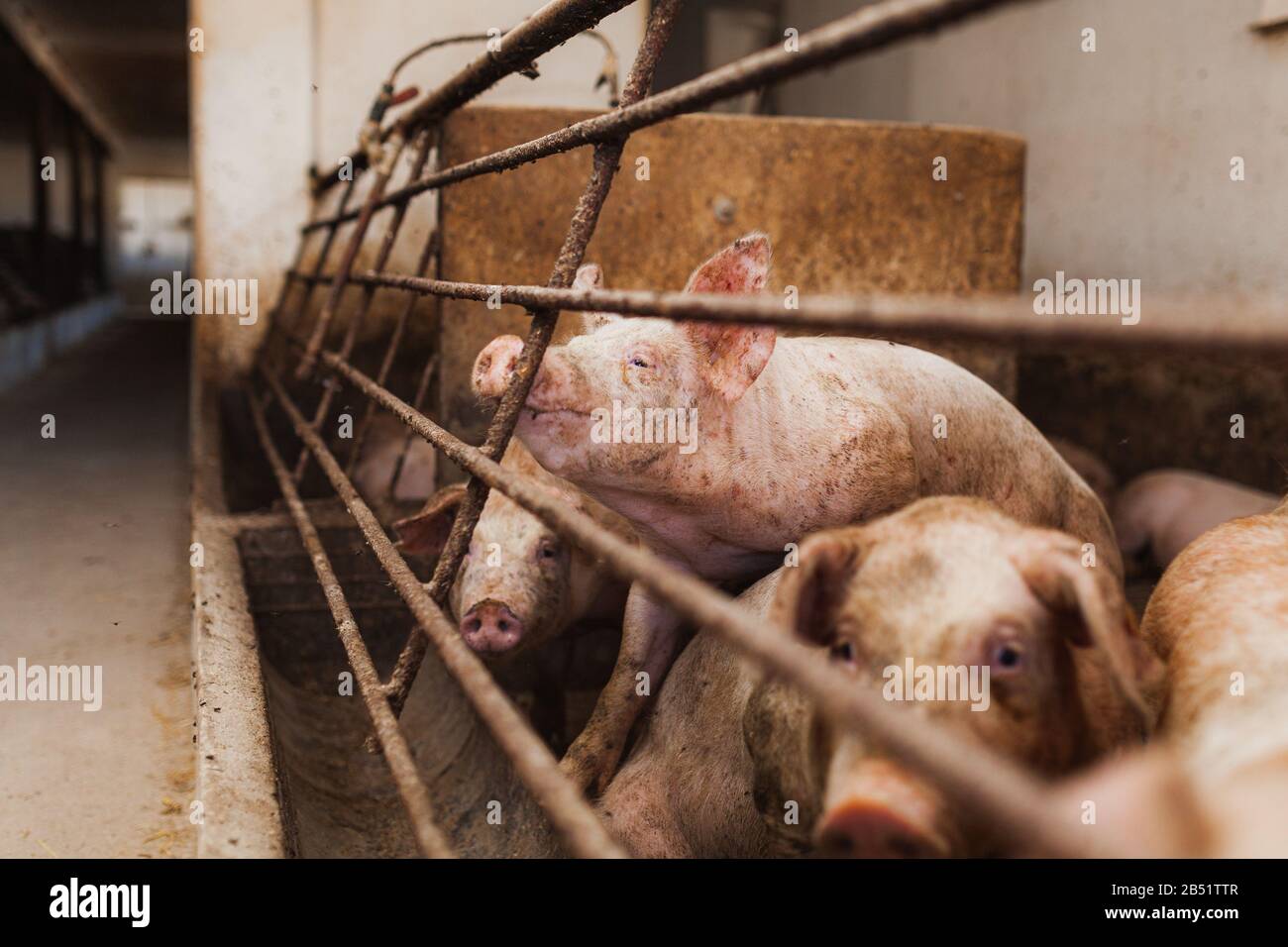 pigs pigs farming at livestock farm Stock Photo - Alamy