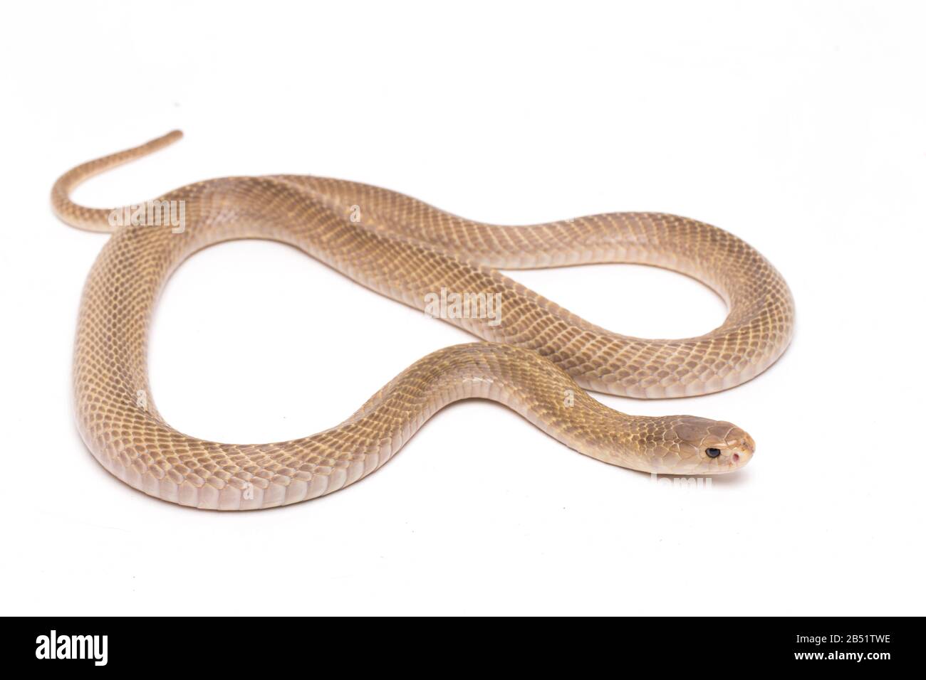 The Javan spitting cobra (Naja sputatrix) also called the southern ...