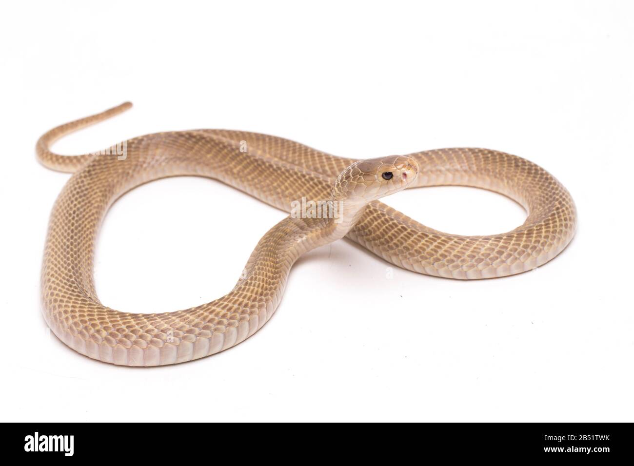 The Javan spitting cobra (Naja sputatrix) also called the southern ...