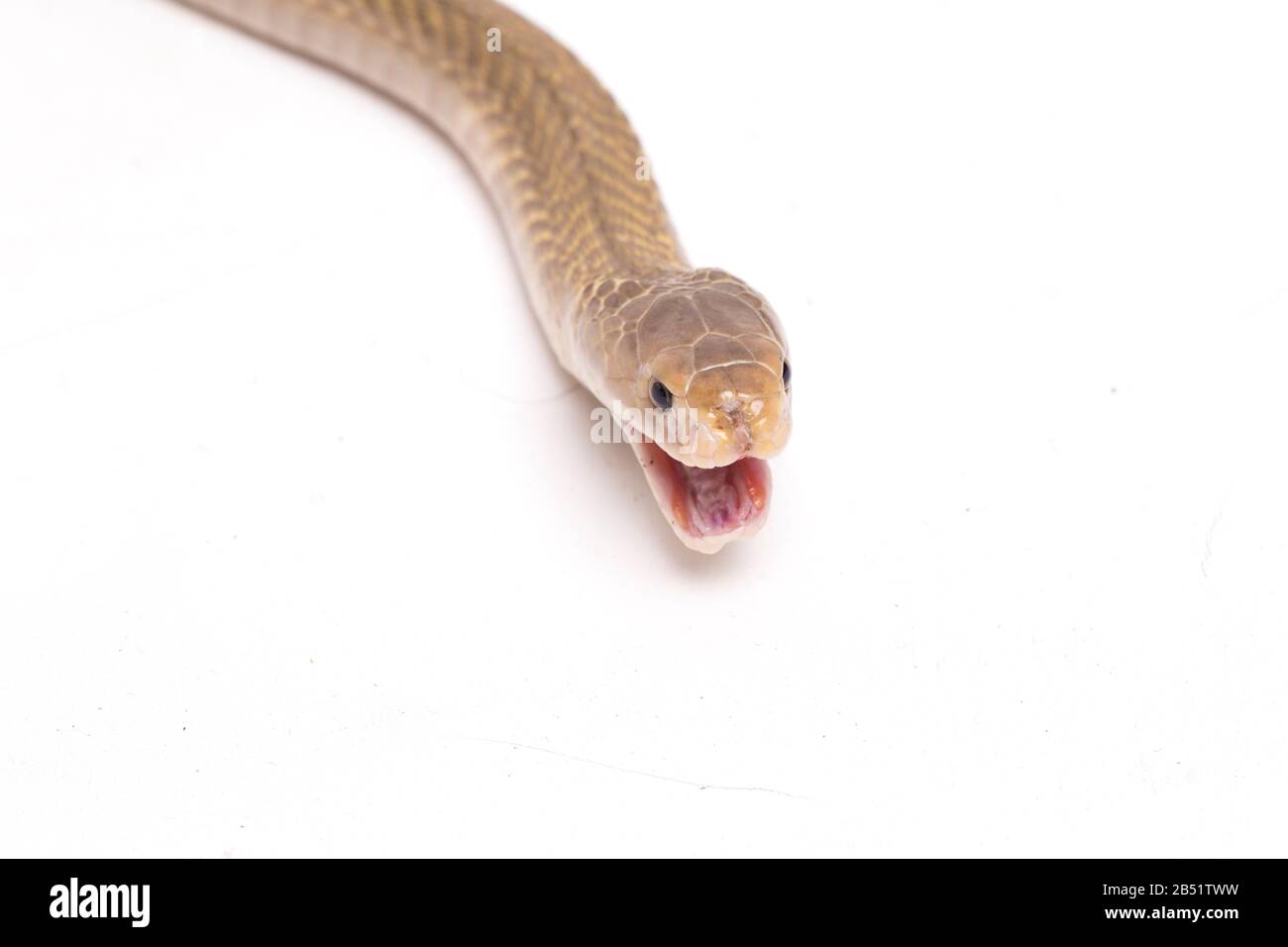 The Javan spitting cobra (Naja sputatrix) also called the southern ...