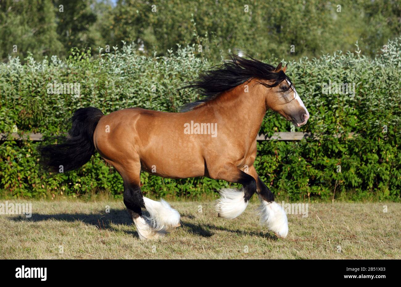 Tinker pony Gypsy Vanner Horse Stock Photo - Alamy