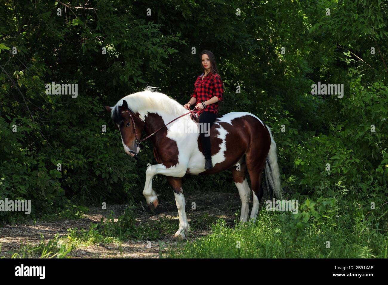 Woman riding bareback tinker pony in woods glade at sunset Stock Photo - Alamy