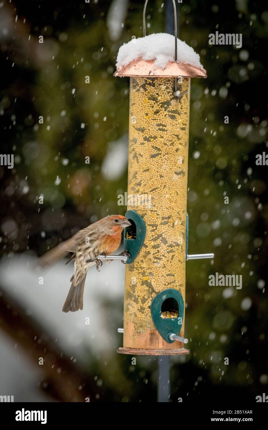 Snow falling on a birdfeeder as one feeds Stock Photo - Alamy