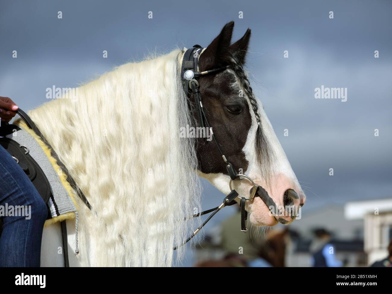 Tinker Pony portrait on green bushes woods background Stock Photo - Alamy