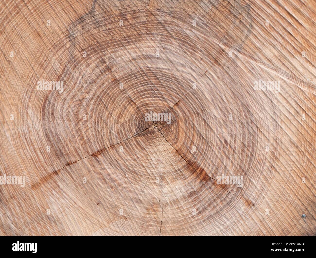 Tree slice texture wood background Stock Photo - Alamy