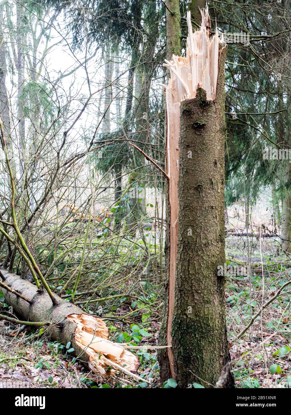 Broken tree after storm damage Stock Photo - Alamy