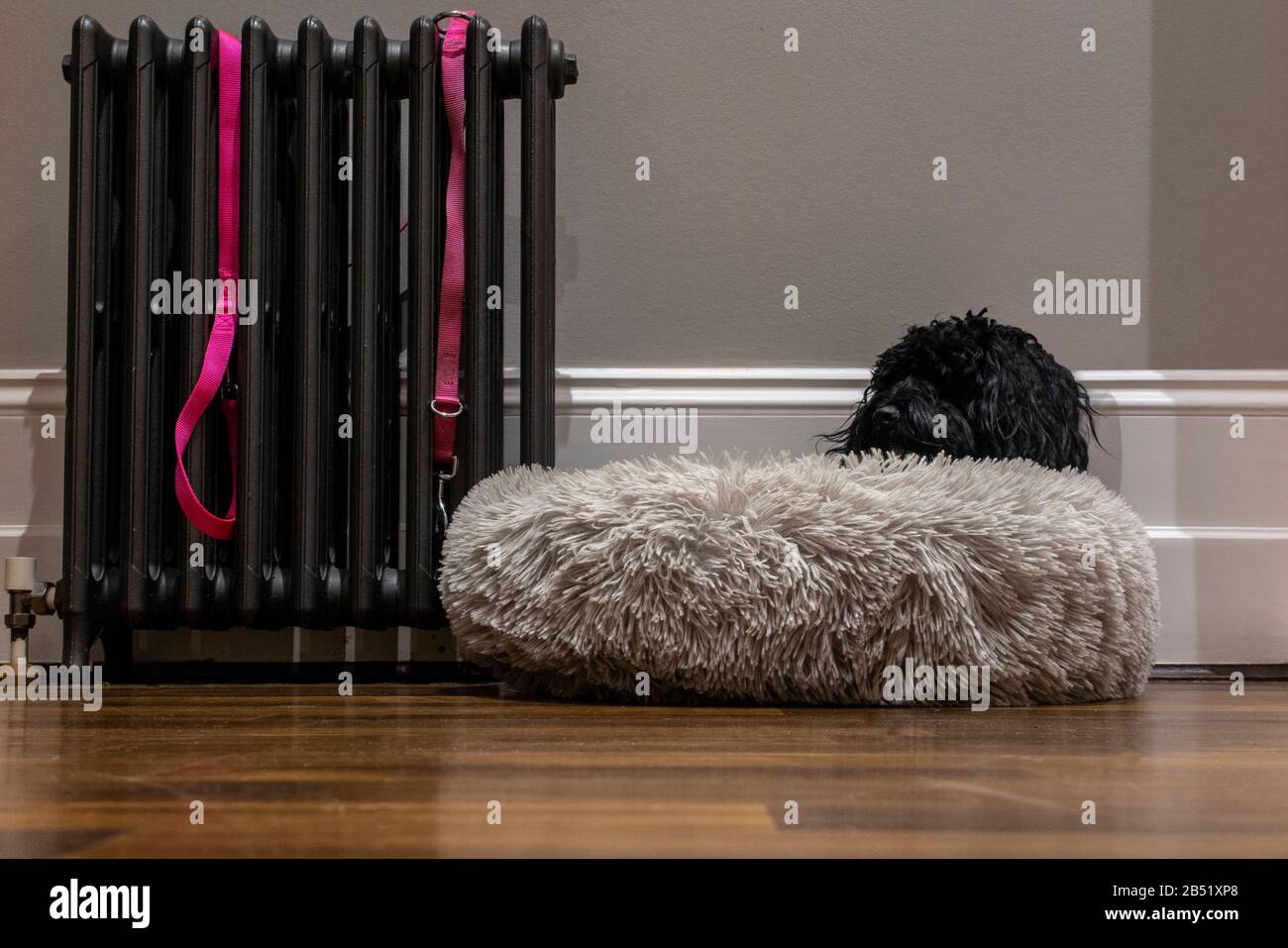 Cockapoo inside hi-res stock photography and images - Alamy
