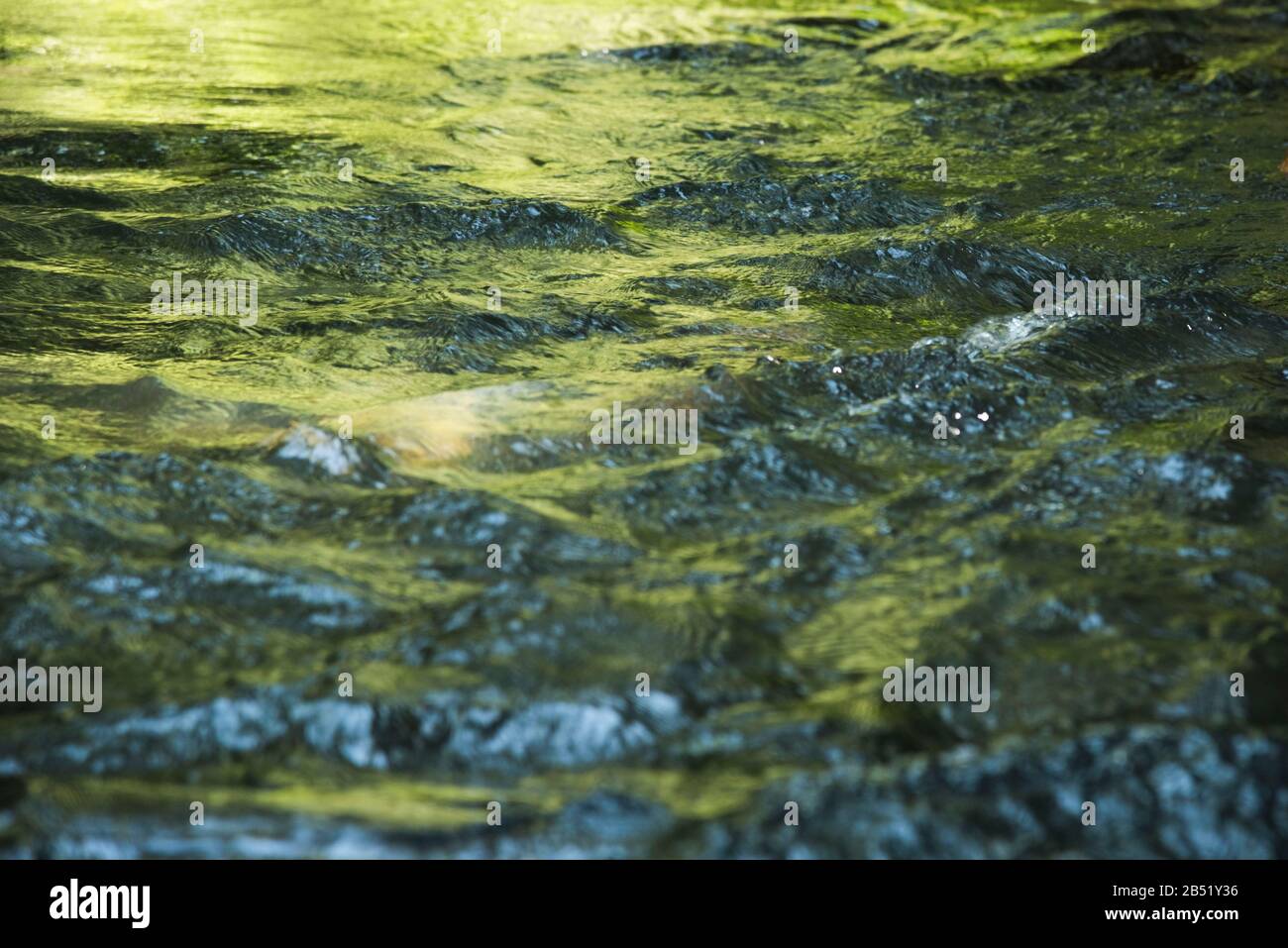 Bright green water, surface of a flowing river, Iguazu river Stock ...