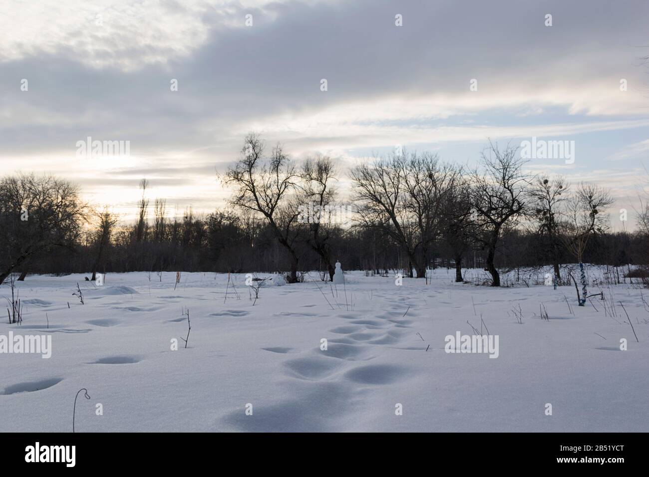 Lightly snowy landscape and black topography of trees, the snow in ...