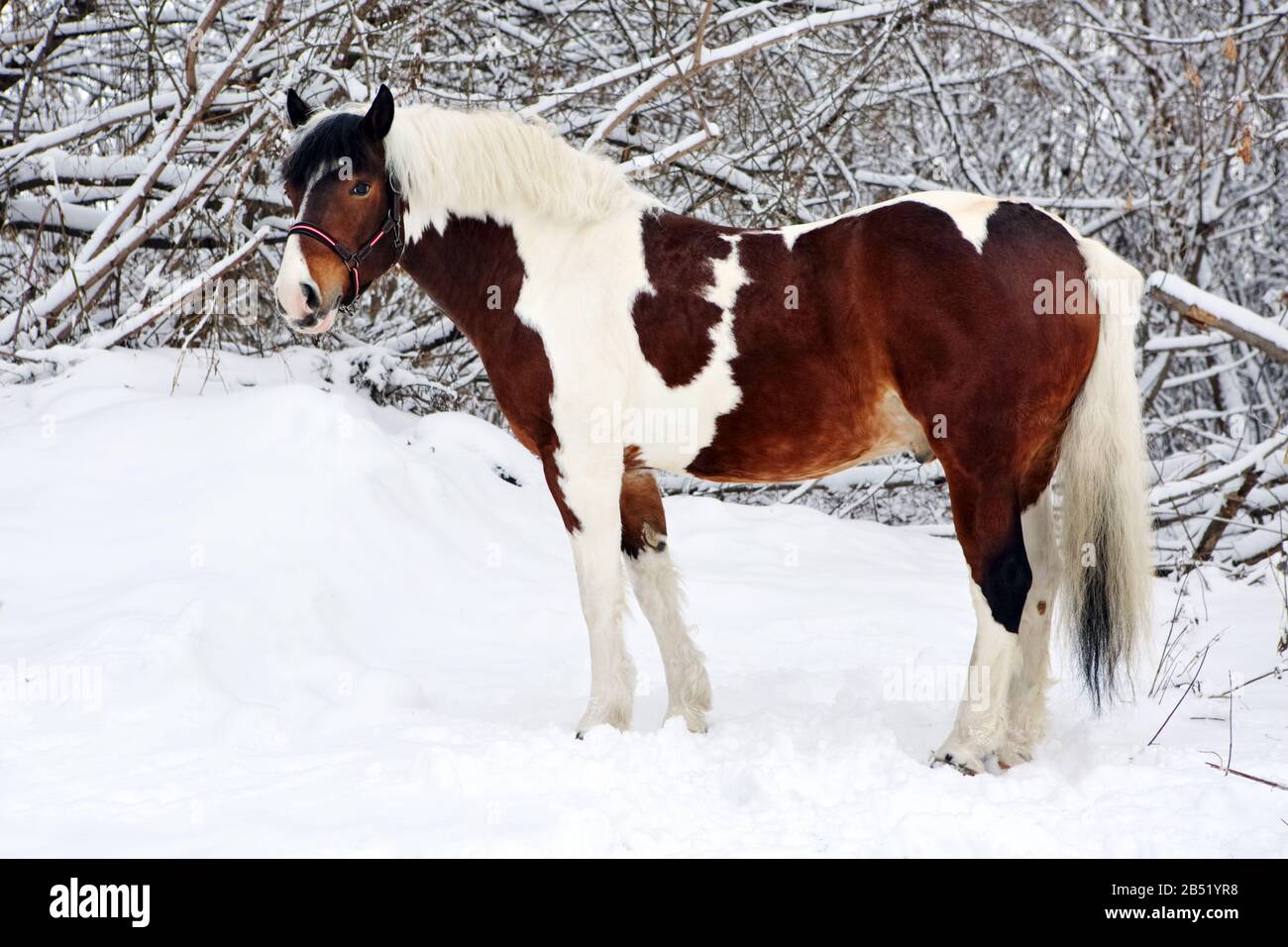Painted pony hi-res stock photography and images - Alamy