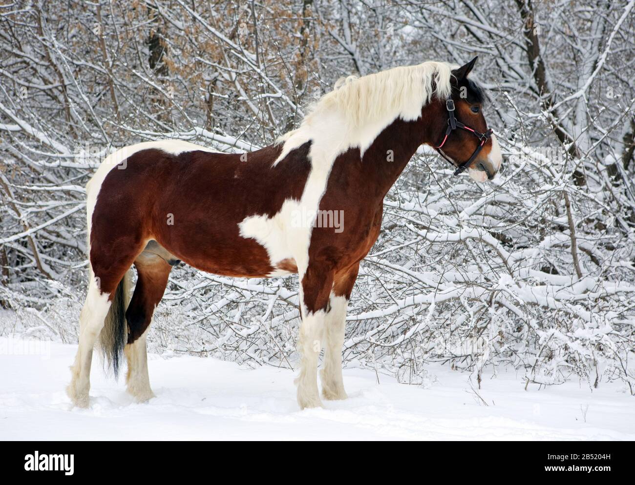 Spotted draft horse hi-res stock photography and images - Alamy
