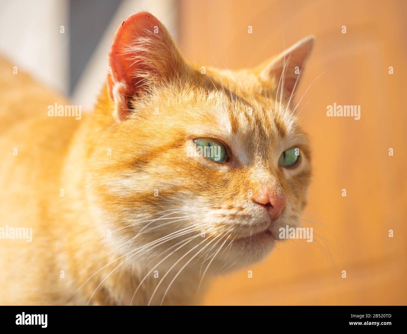 Portrait of a ginger cat in sunny day outdoor Stock Photo - Alamy