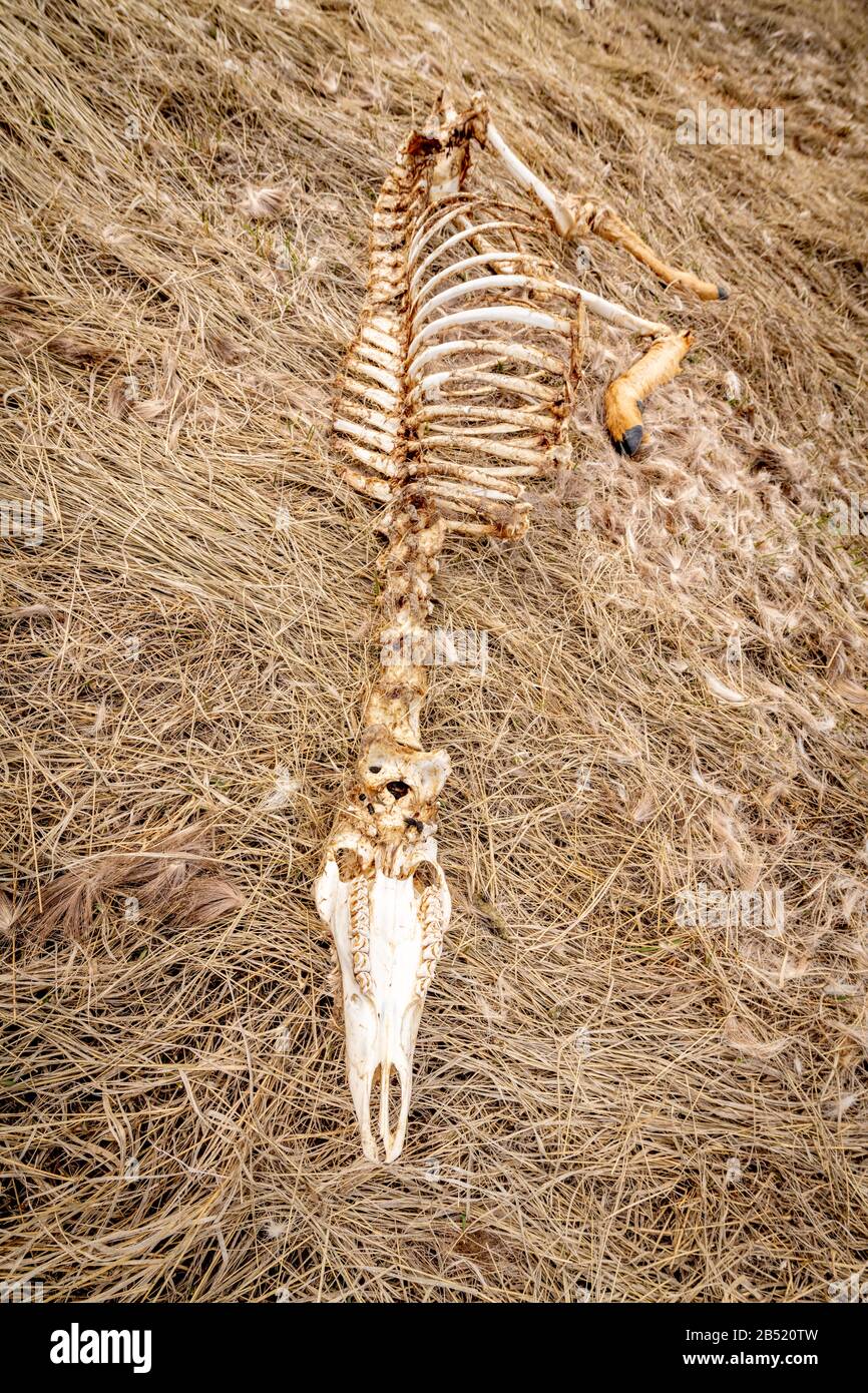 Deer carcass hi-res stock photography and images - Alamy