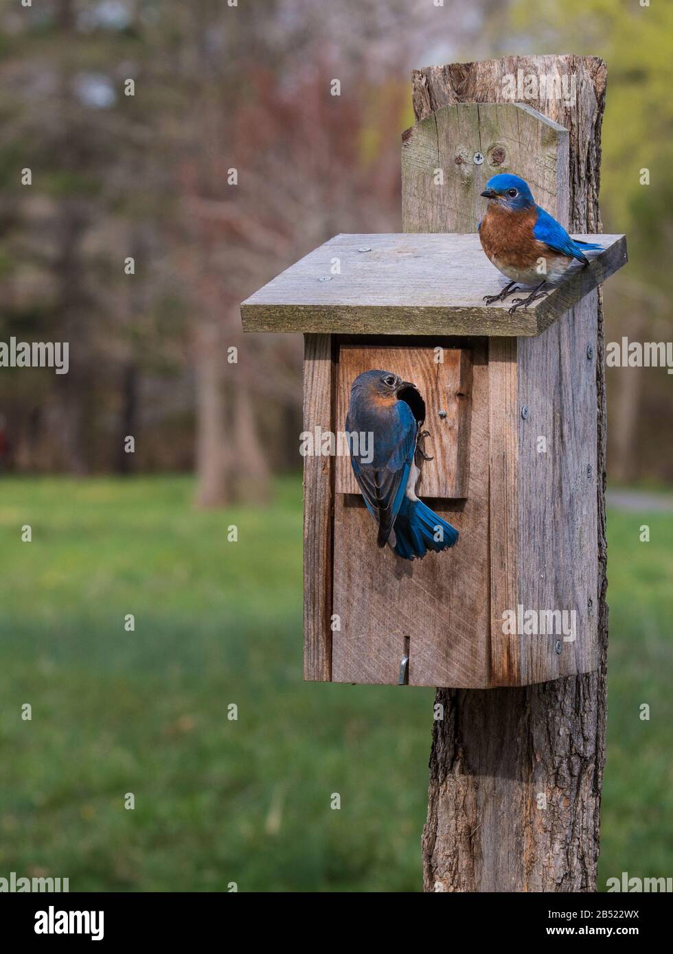 The bluebirds hi-res stock photography and images - Alamy