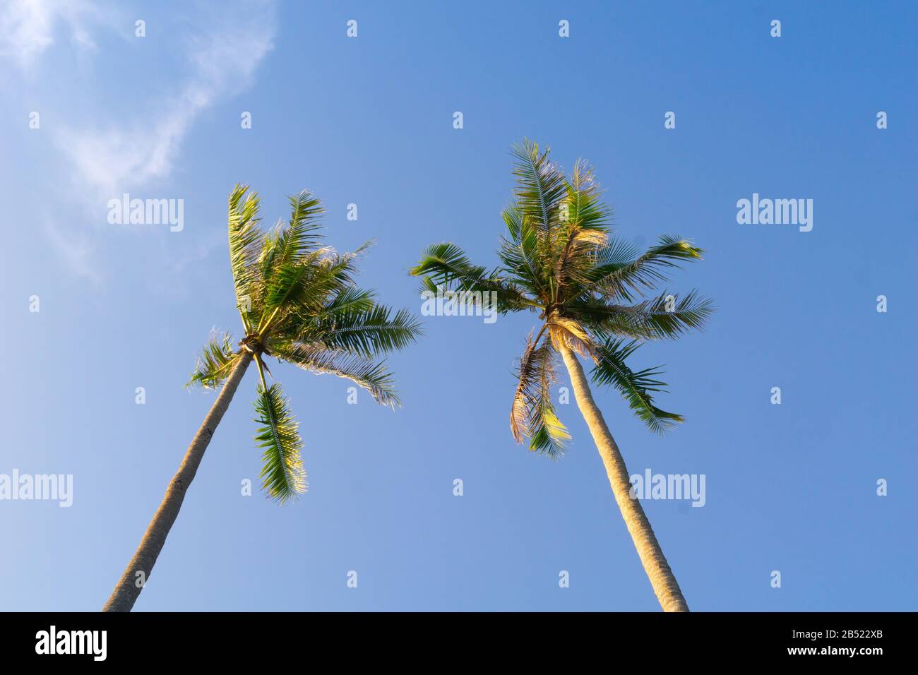 Tropical pams swaying together against blue sky from low point of view ...