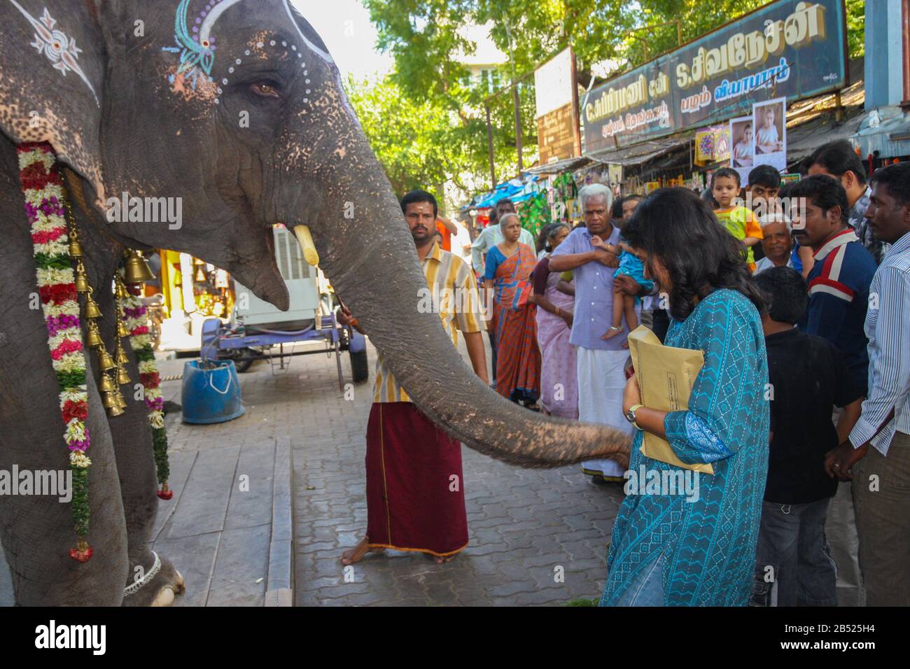 A temple elephant giving blessings to people (Pondicherry, India Stock ...