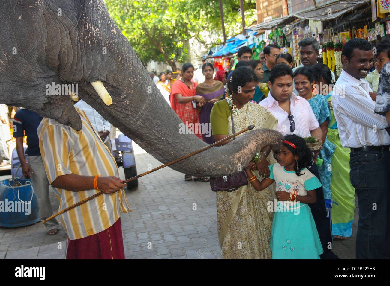 A temple elephant giving blessings to people (Pondicherry, India Stock ...