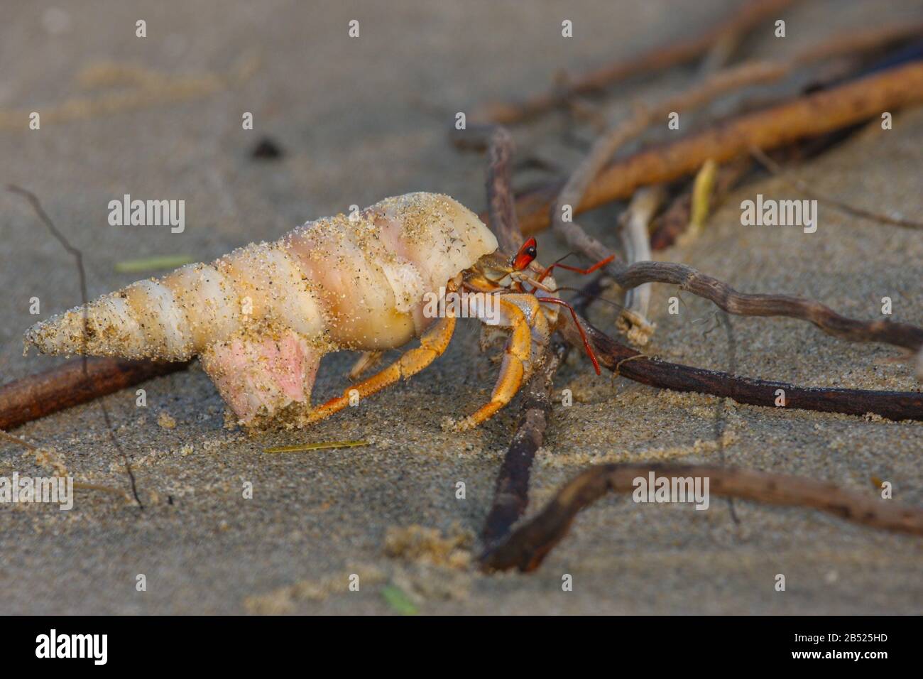 A Sea Snail walking on the sand of Paradise beach (Pondicherry, India ...