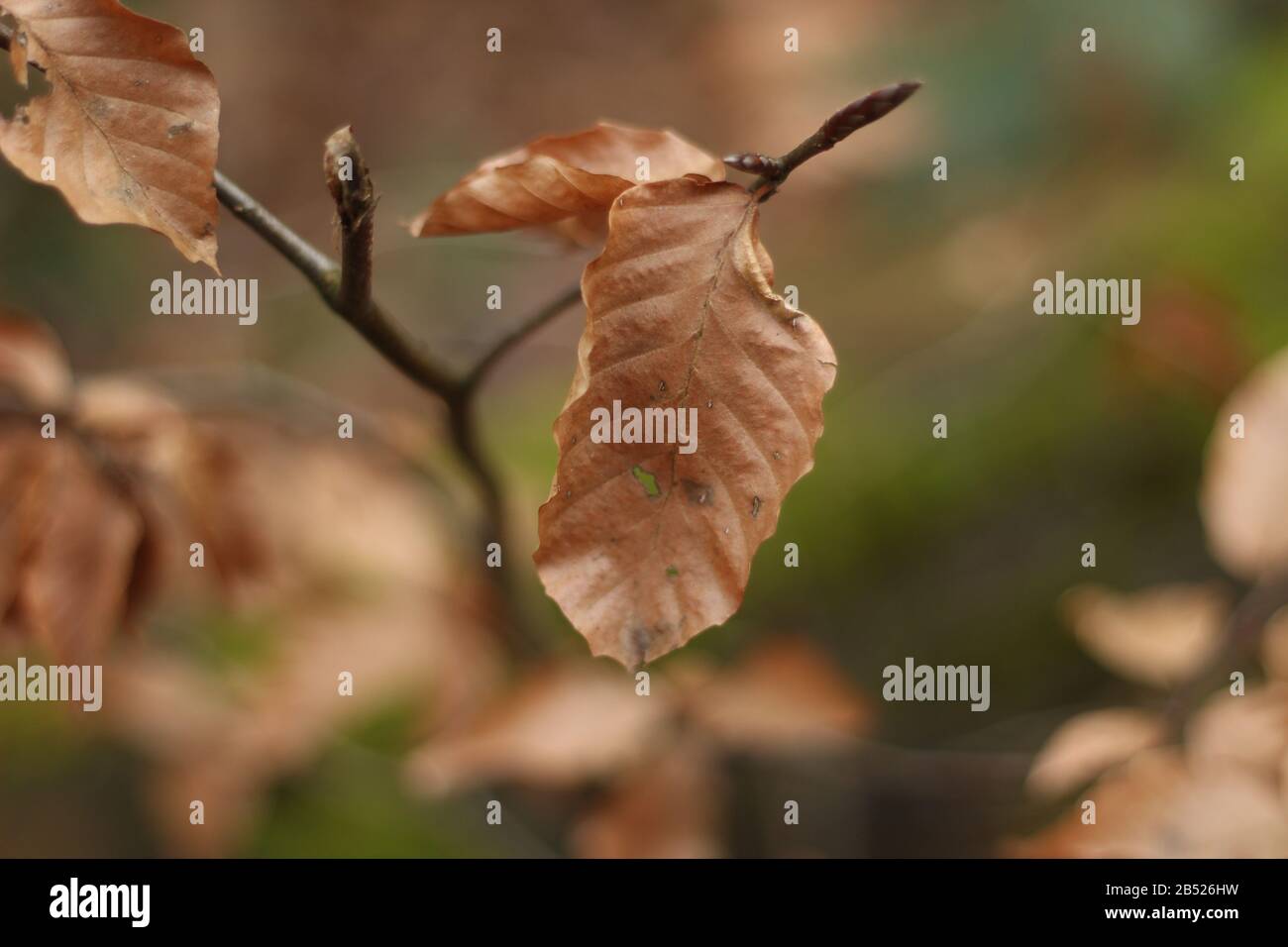 Tanned leaf hi-res stock photography and images - Alamy