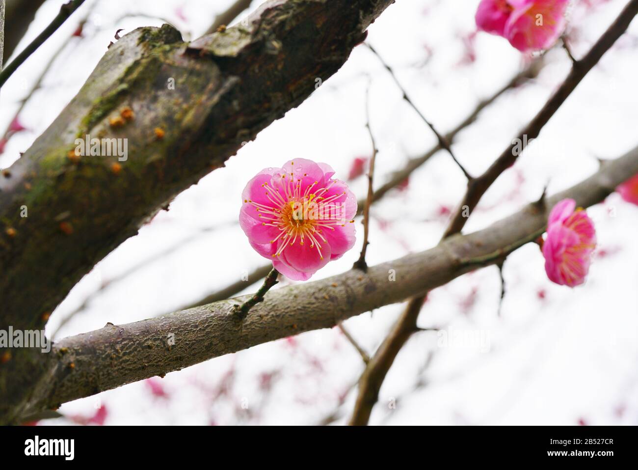 Pink flower blooms of the Japanese ume apricot tree, prunus mume Stock ...