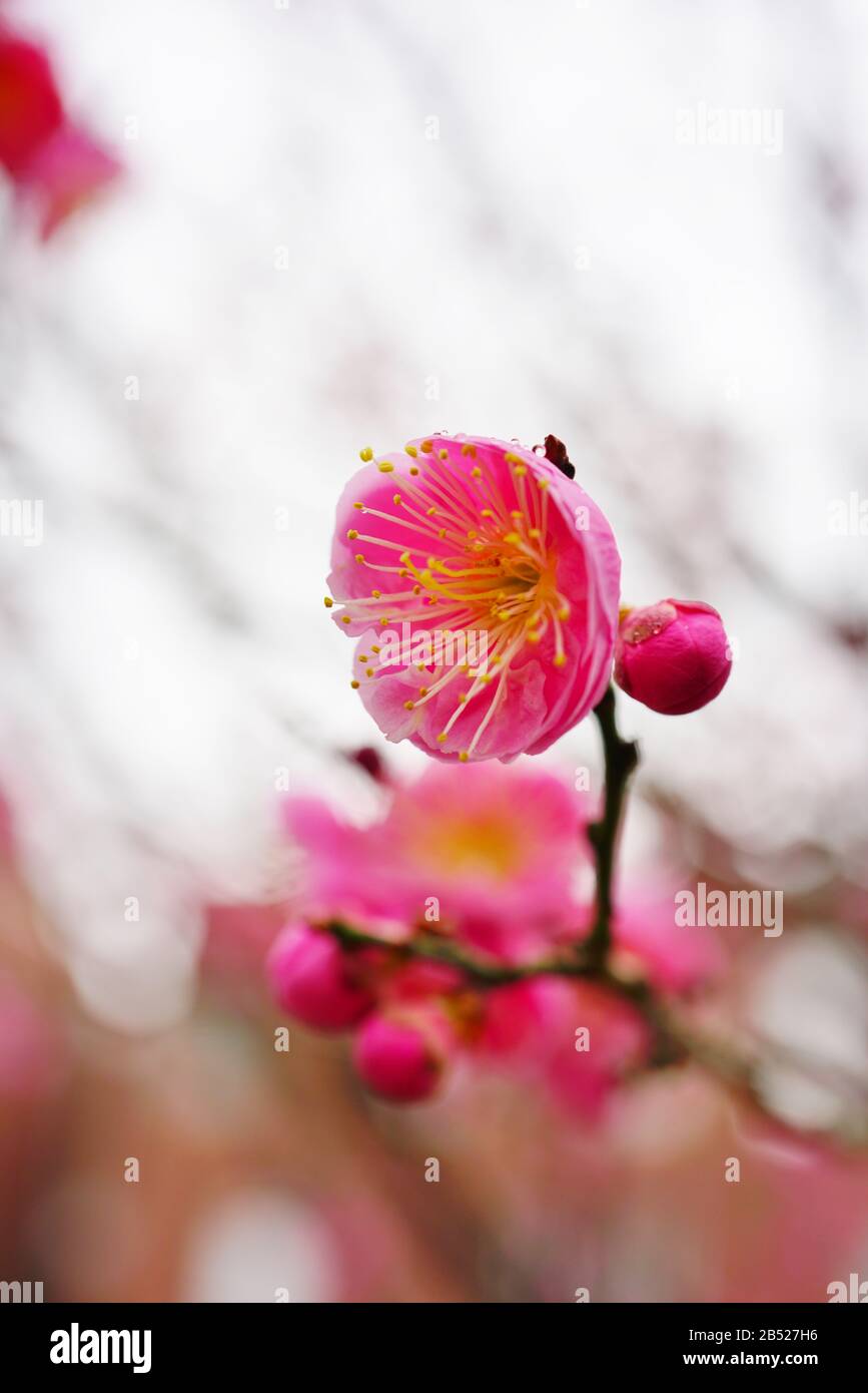 Pink flower blooms of the Japanese ume apricot tree, prunus mume Stock ...