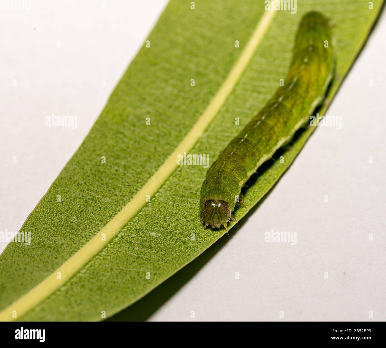 close up makro of Angle Shades caterpillar with white copyspace Stock ...