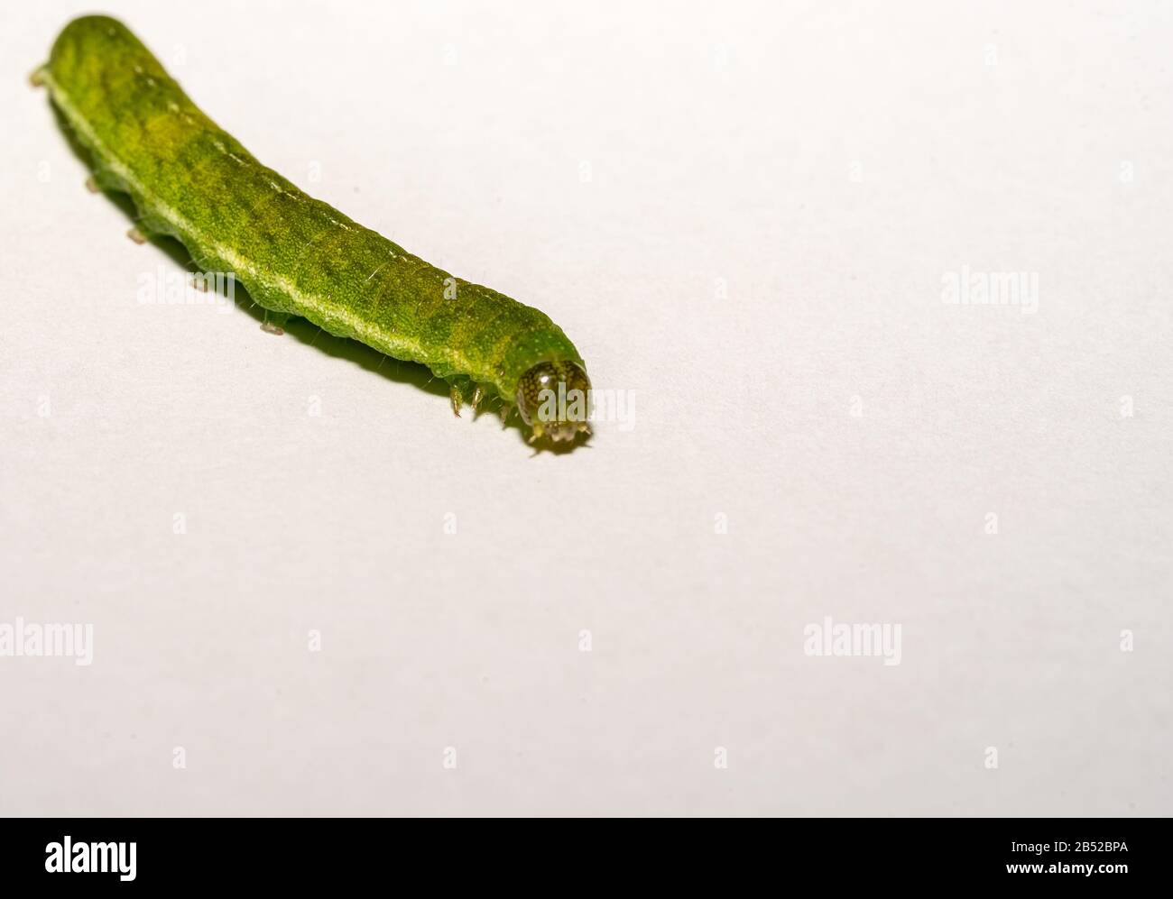 Angle shades caterpillar hi-res stock photography and images - Alamy
