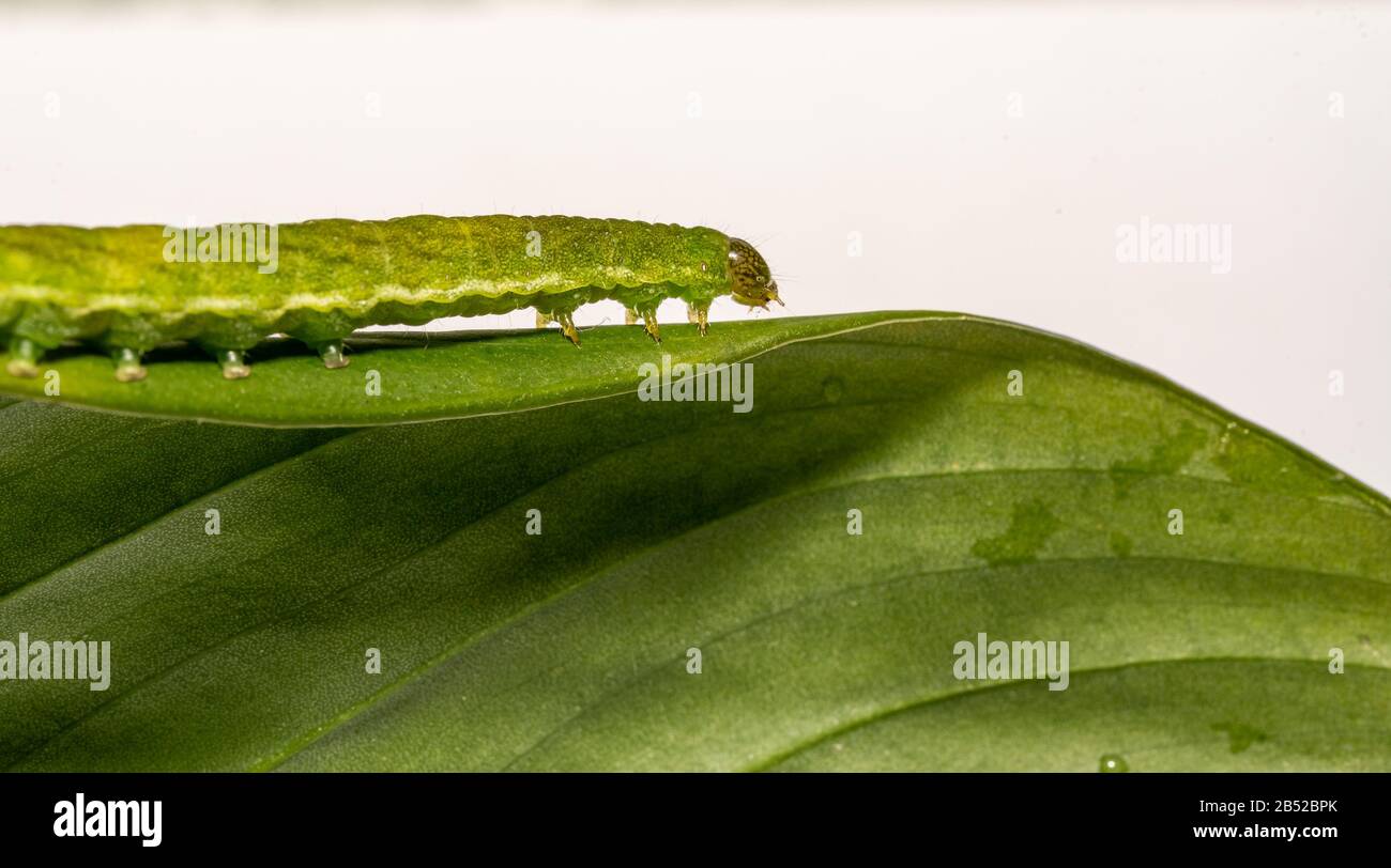 Shades of brown caterpillar hi-res stock photography and images - Alamy
