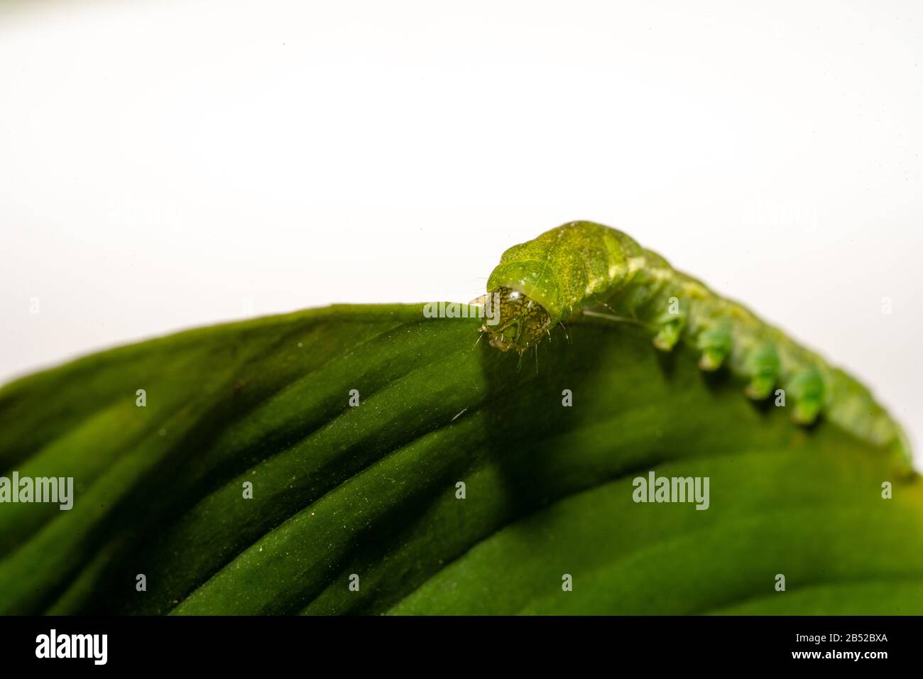 close up makro of Angle Shades caterpillar with white copyspace Stock ...
