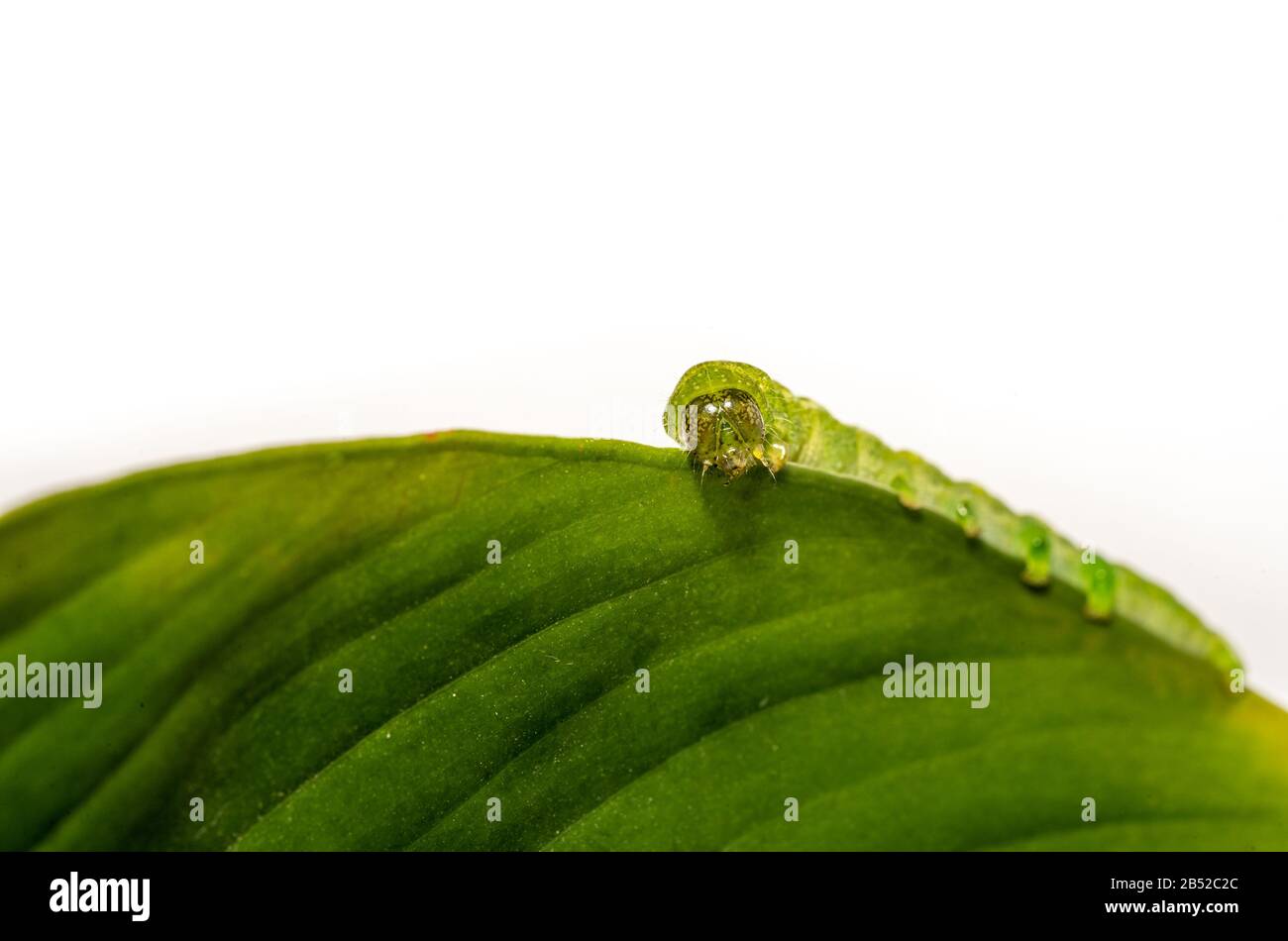 Shades of brown caterpillar hi-res stock photography and images - Alamy