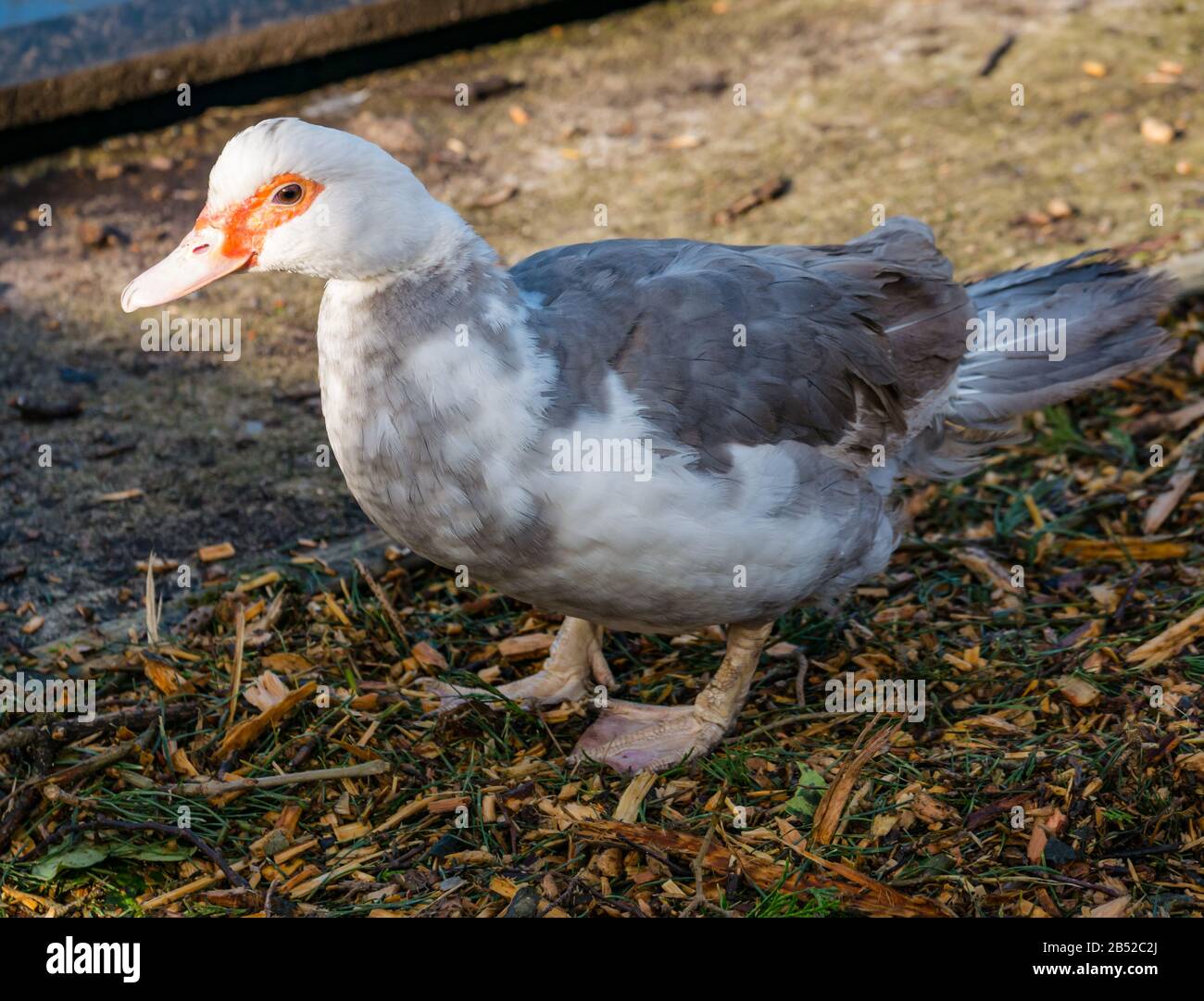 Muscovy duck scotland hi-res stock photography and images - Alamy