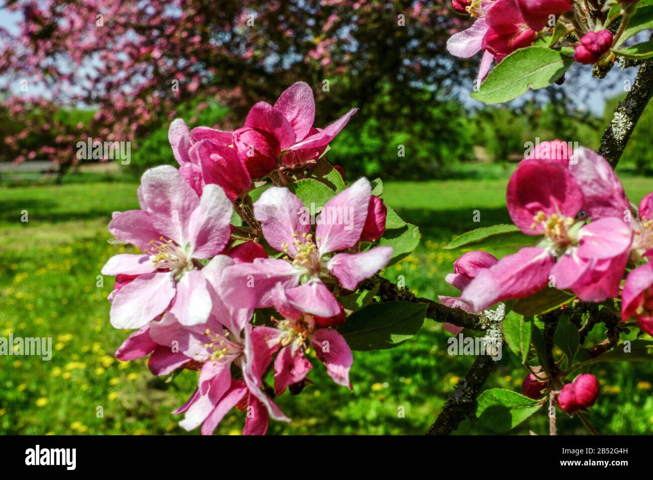 Apple Tree In Bloom